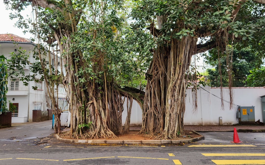 Revolutionizing Urban Tree Monitoring with AI-Powered Digital Twins ...